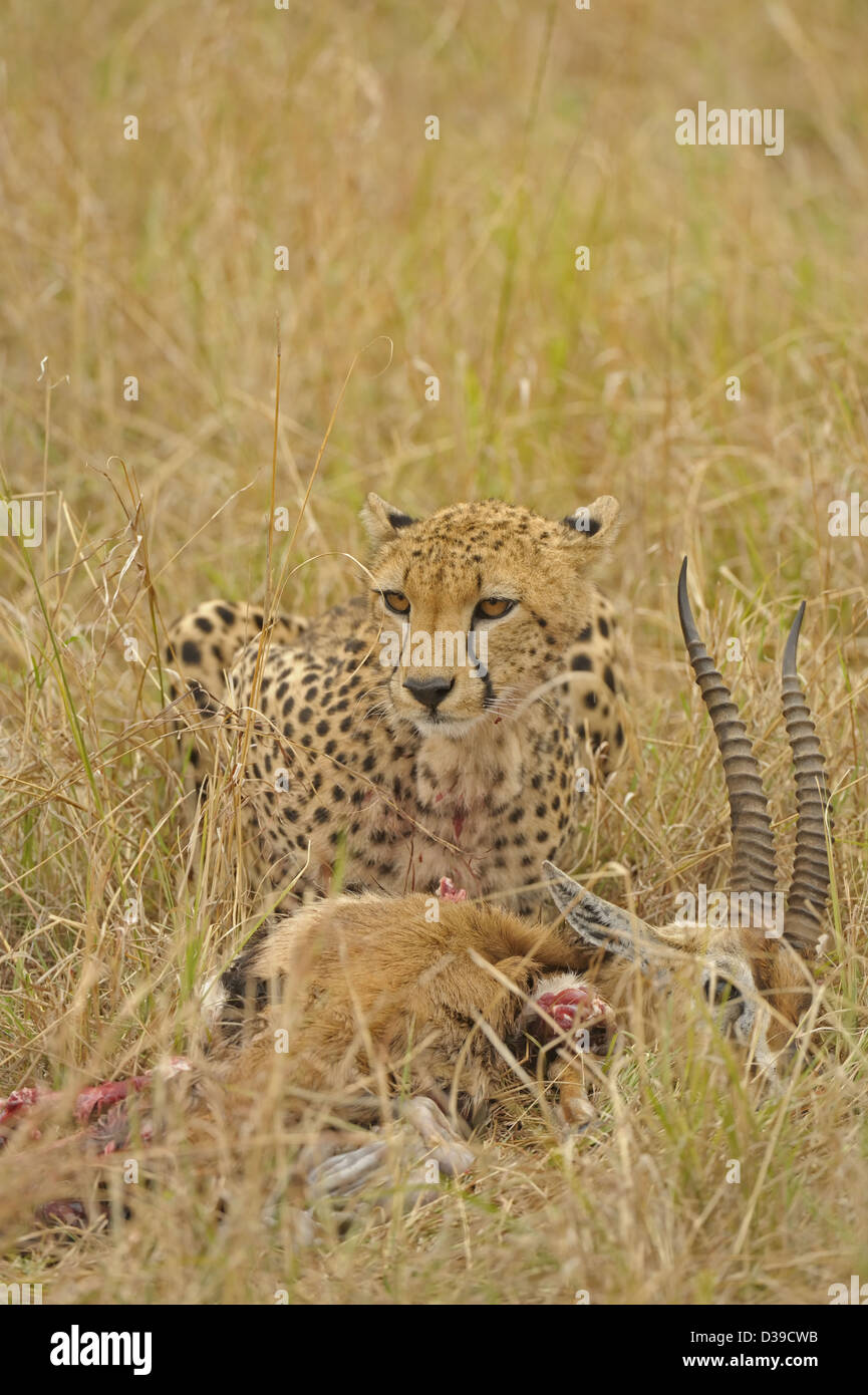 Cheetah Eating Gazelle Alive