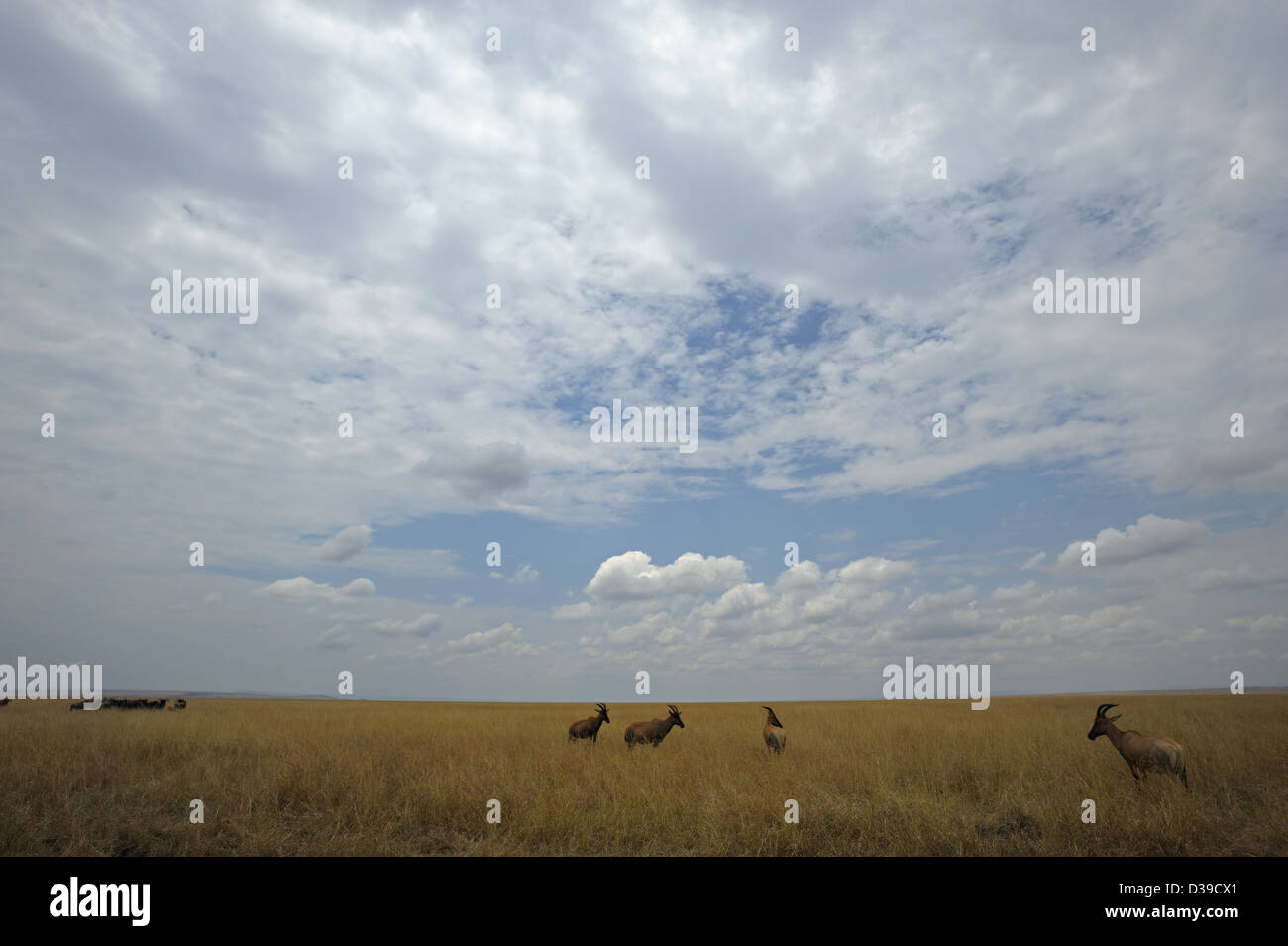 Topi (Damaliscus korrigum) antelopes in the scenic grasslands of Masai ...