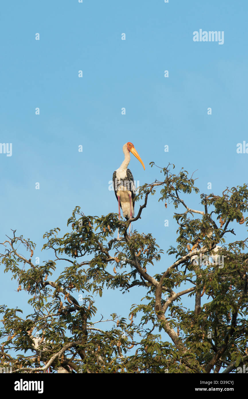 Mycteria leucocephala. Painted Storks warming up in the early morning indian sunlight on top of ...