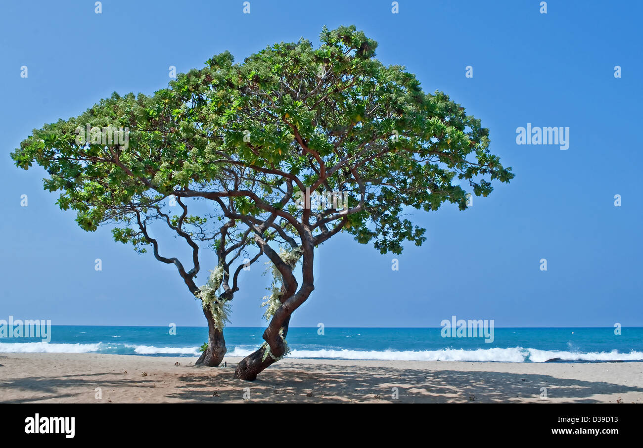 wo heliotrope trees (Tournefortia argentea) are growing on a beautiful ...
