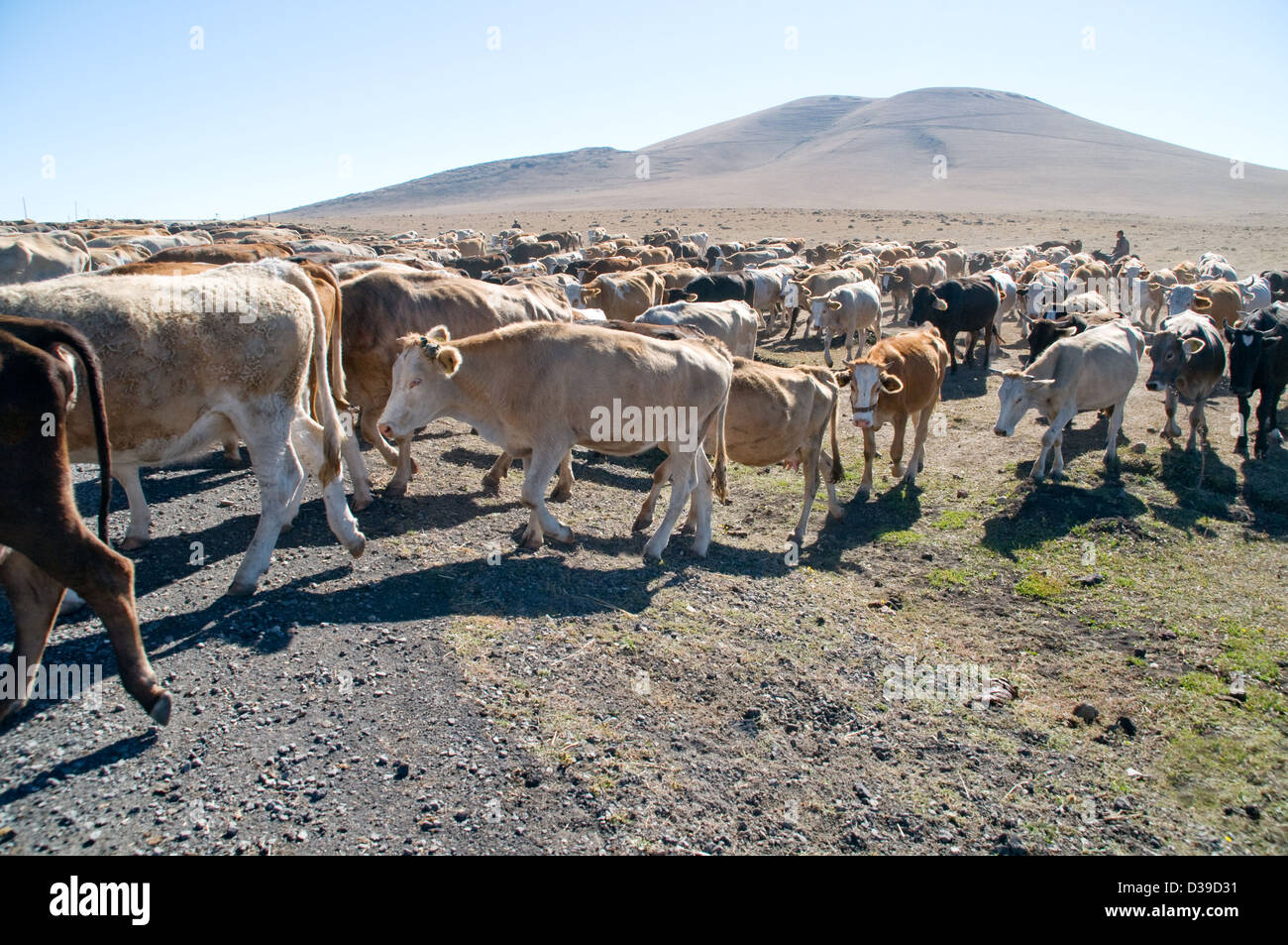 Kurdish herders drive cattle in the steppe lands of eastern Turkey ...