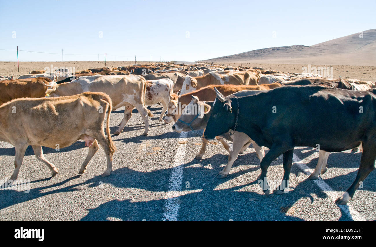 A herd of cattle cross the road in a rural Kurdish area on the ...