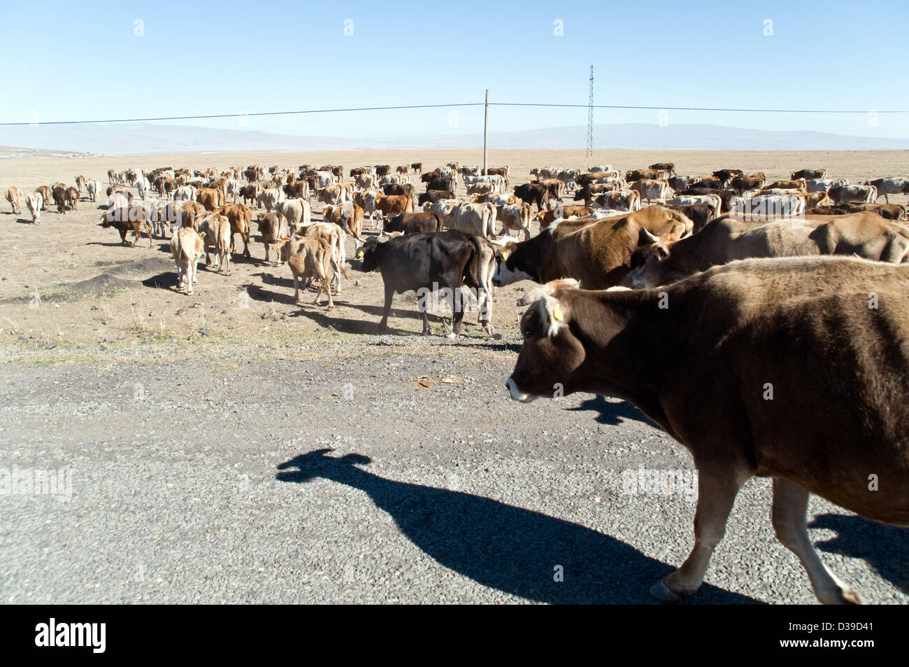 Ancient cattle herders hi-res stock photography and images - Alamy
