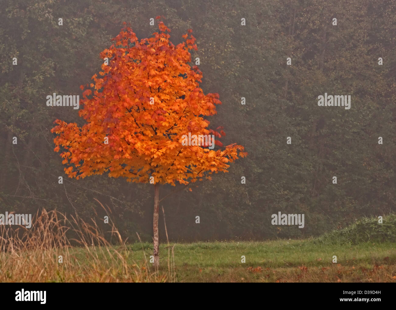 Evergreens and fall colored leaves hi-res stock photography and images ...