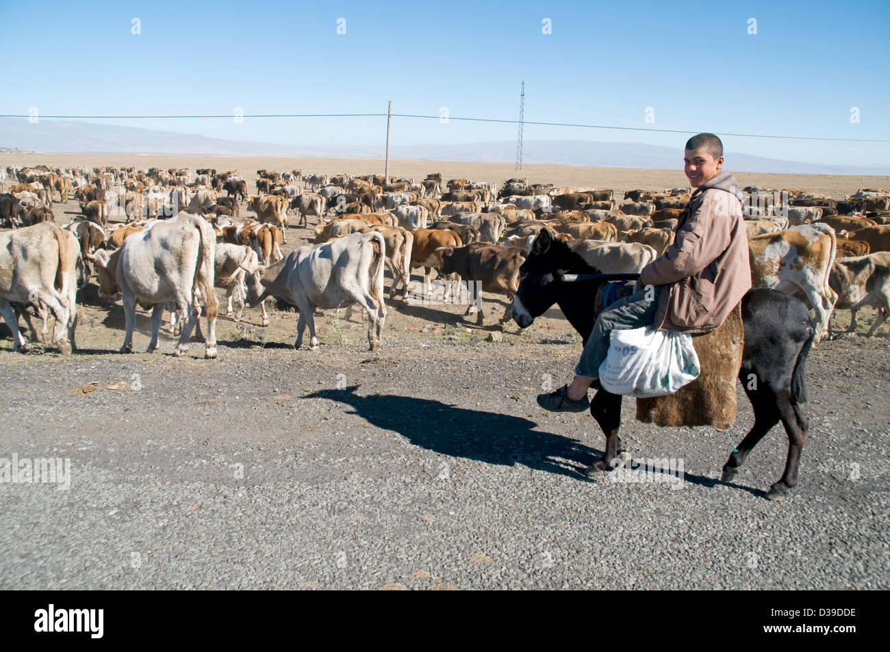 A young Kurdish boy on donkey-back helps drive a herd of cattle outside ...