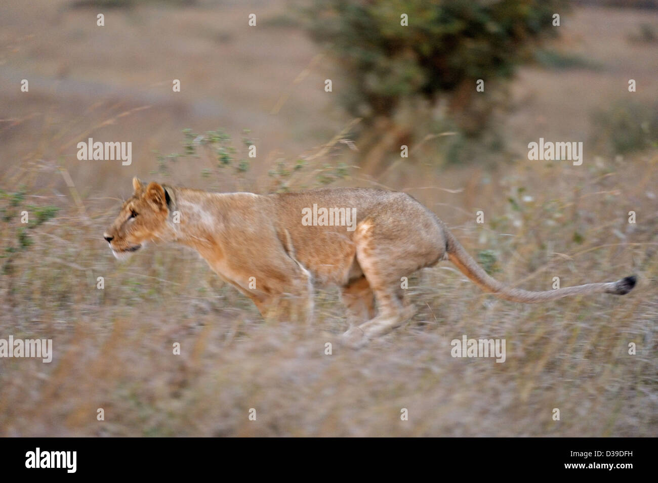 A charging lioness in the forests of Masai Mara, Kenya, Africa Stock Photo - Alamy