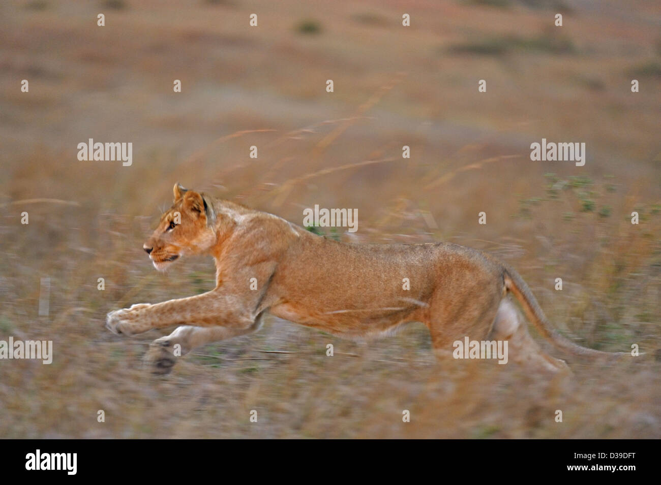 A charging lioness in the forests of Masai Mara, Kenya, Africa Stock Photo - Alamy