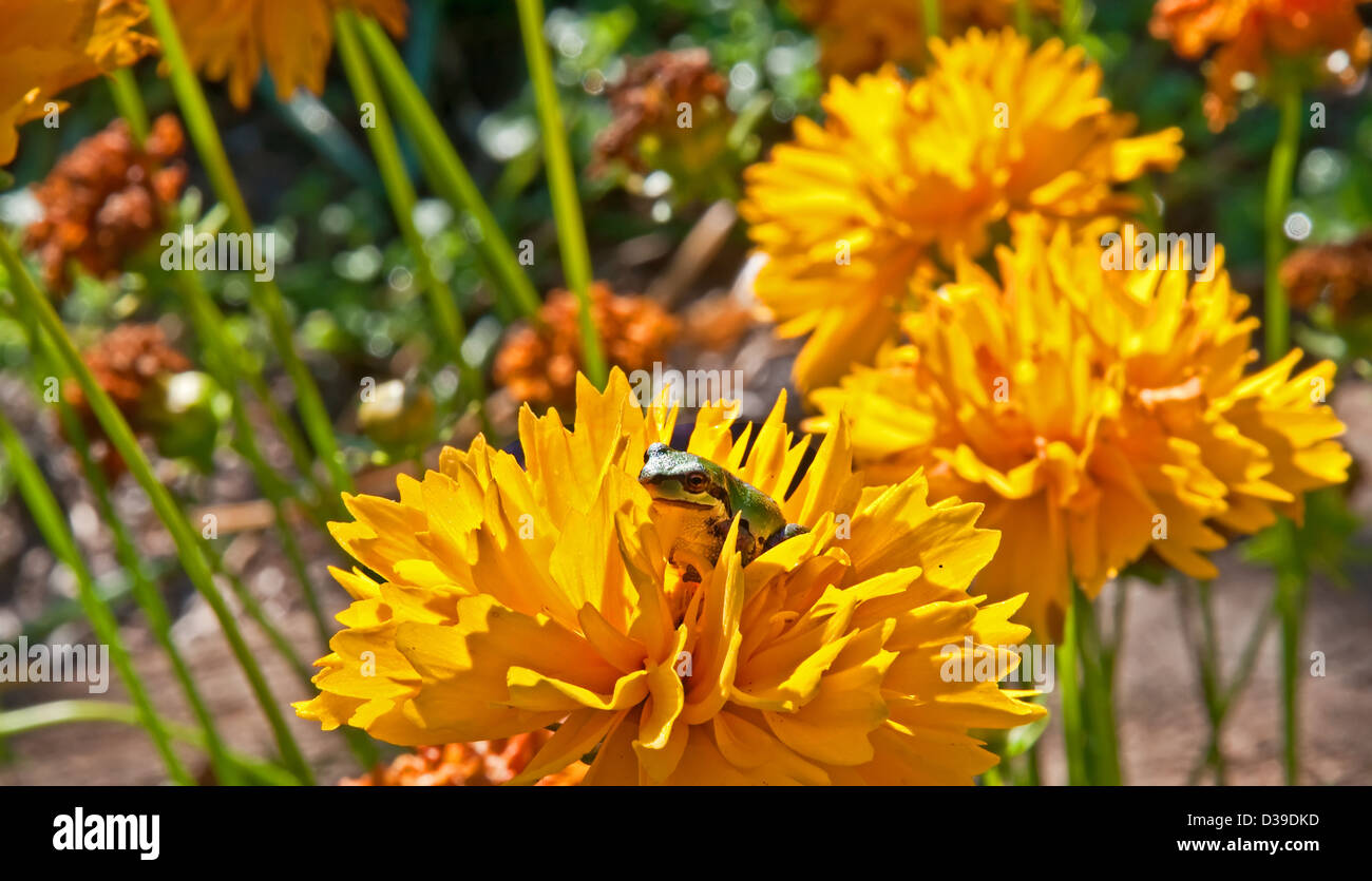 This small green frog is sitting in a yellow Coreopsis flower of the ...