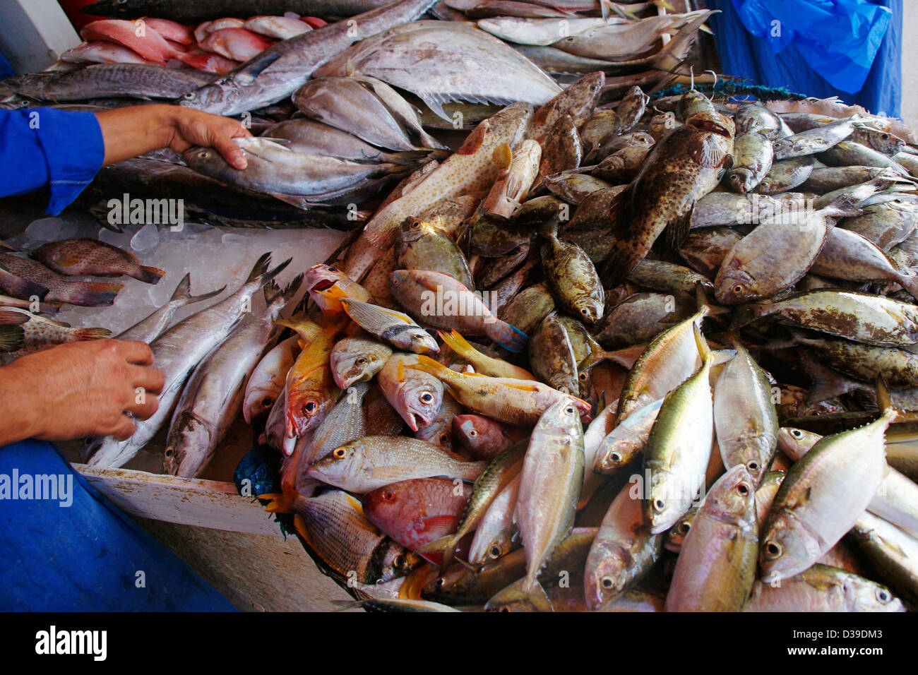 UAE Emirate of Sharjah Fish market Stock Photo - Alamy