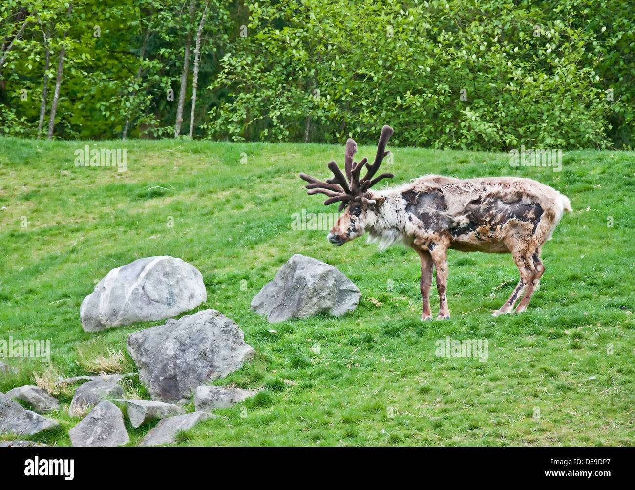 large reindeer is molting during the summer so his coat is very rough ...