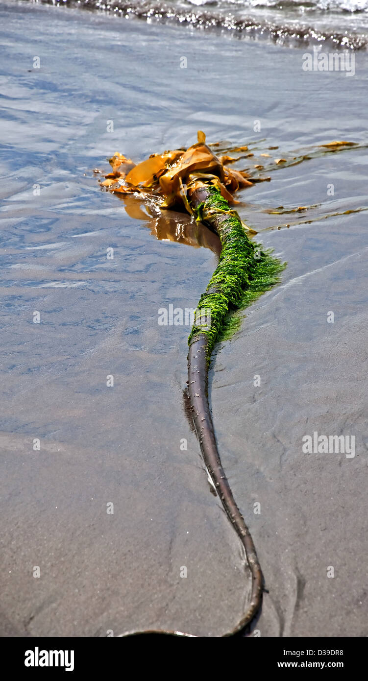 Seaweed strand sand hi-res stock photography and images - Alamy