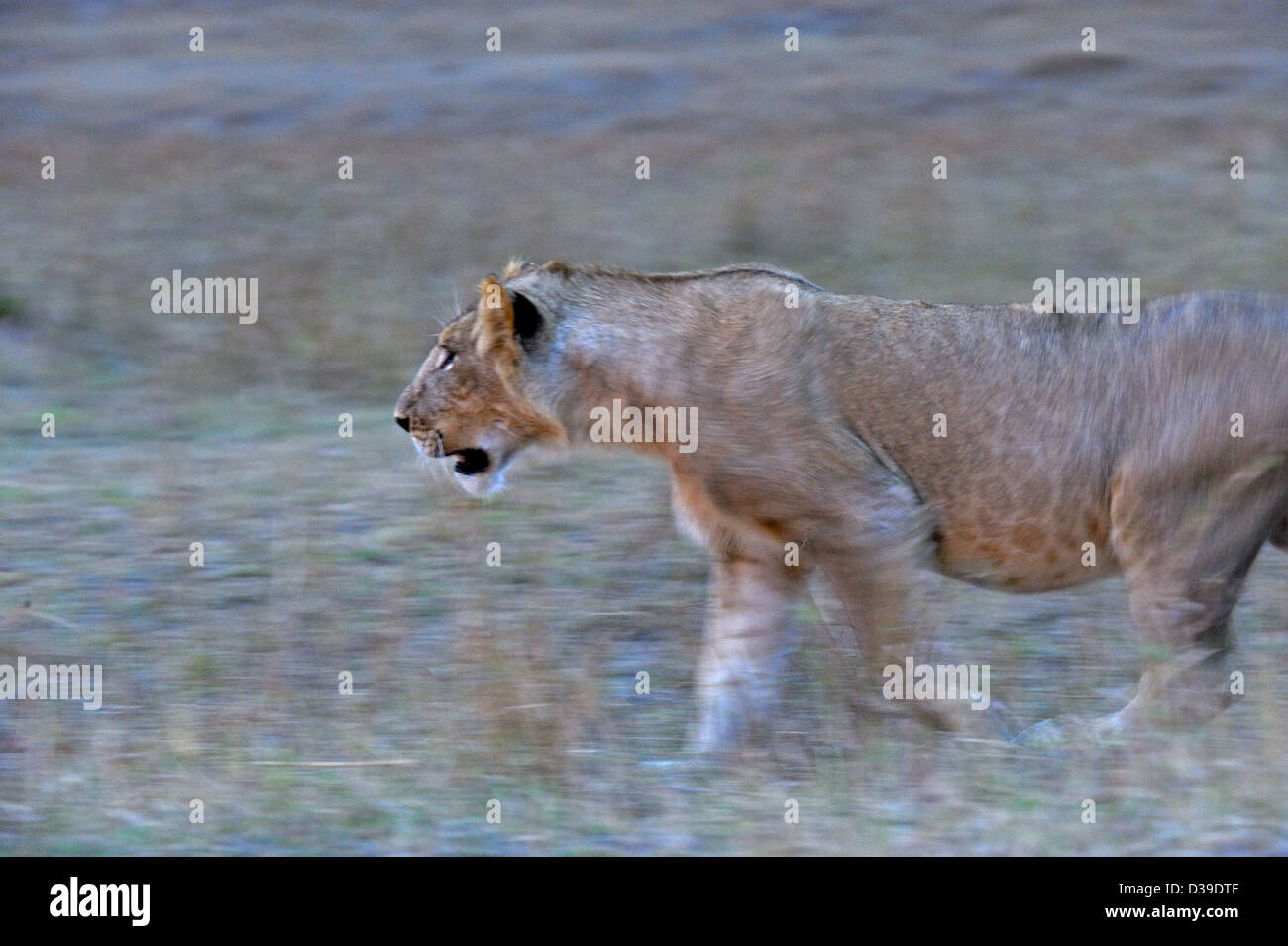 A charging lioness in the forests of Masai Mara, Kenya, Africa Stock Photo - Alamy