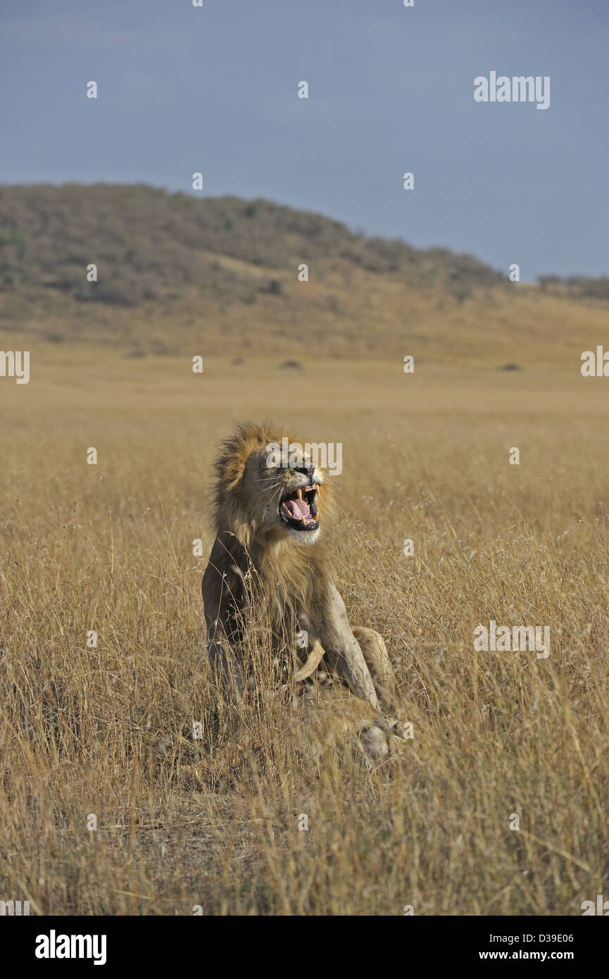 Lion mating couple hi-res stock photography and images - Alamy