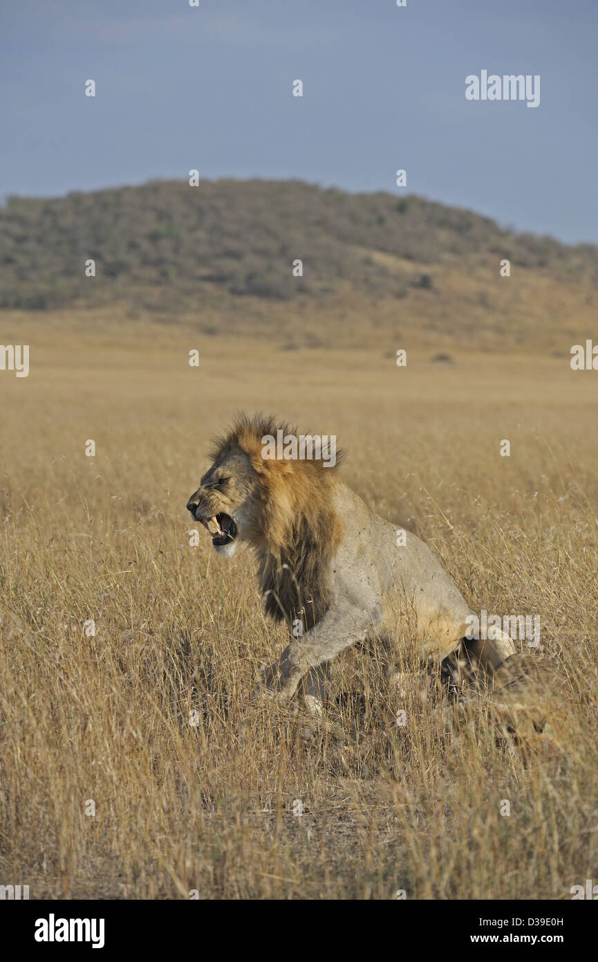 Lion mating couple hi-res stock photography and images - Alamy