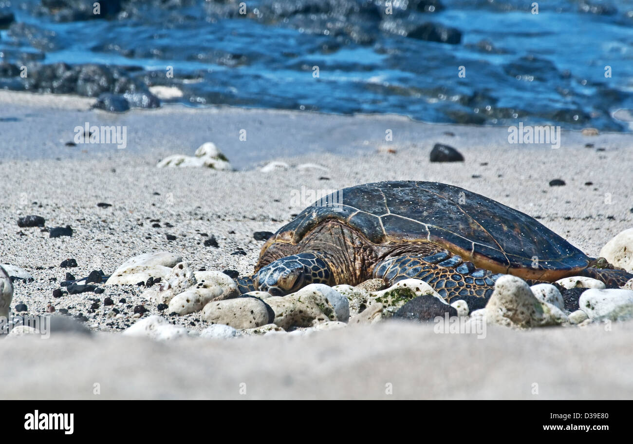 This sea turtle is resting upon the white sands of a tropical beach ...