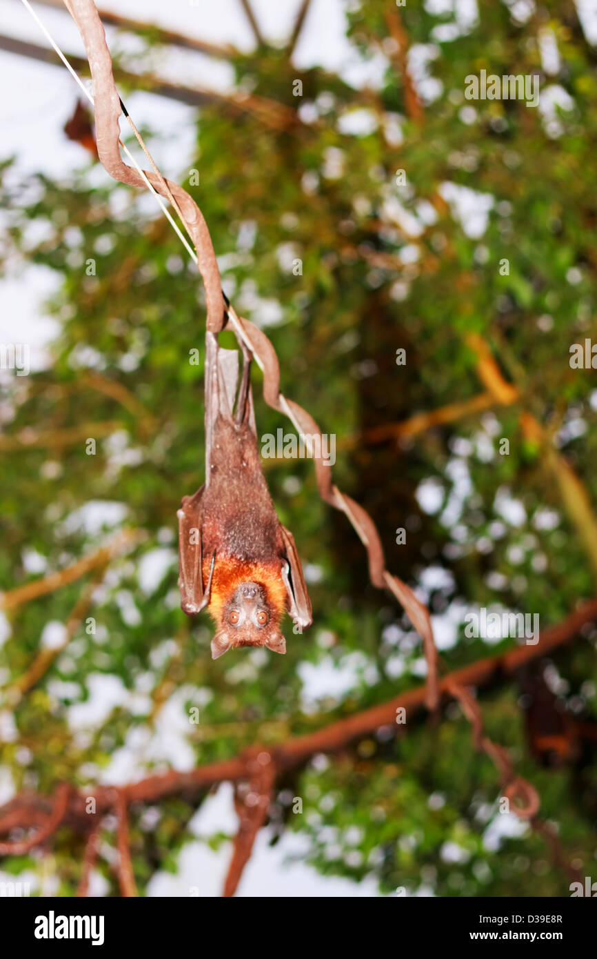 Lyle's Flying Fox (Pteropus lylei) hanging down on a branch, Randers ...