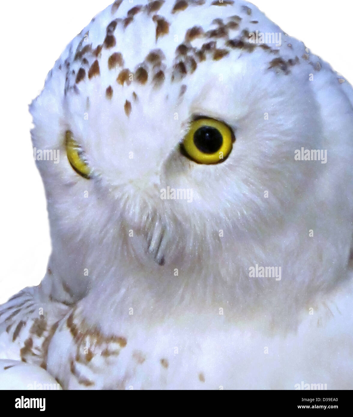 closeup of a snowy white owl is isolated on a white background. It is ...