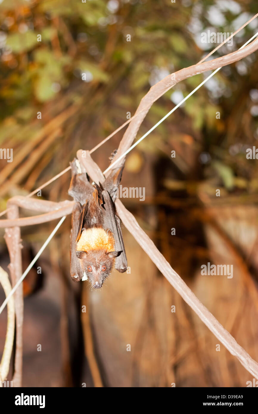 Lyle's Flying Fox (Pteropus lylei) hanging down on a branch, Randers ...