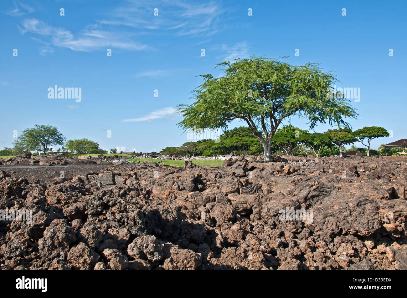 This tropical landscape is taken on Kona, Hawaii with a large tree ...