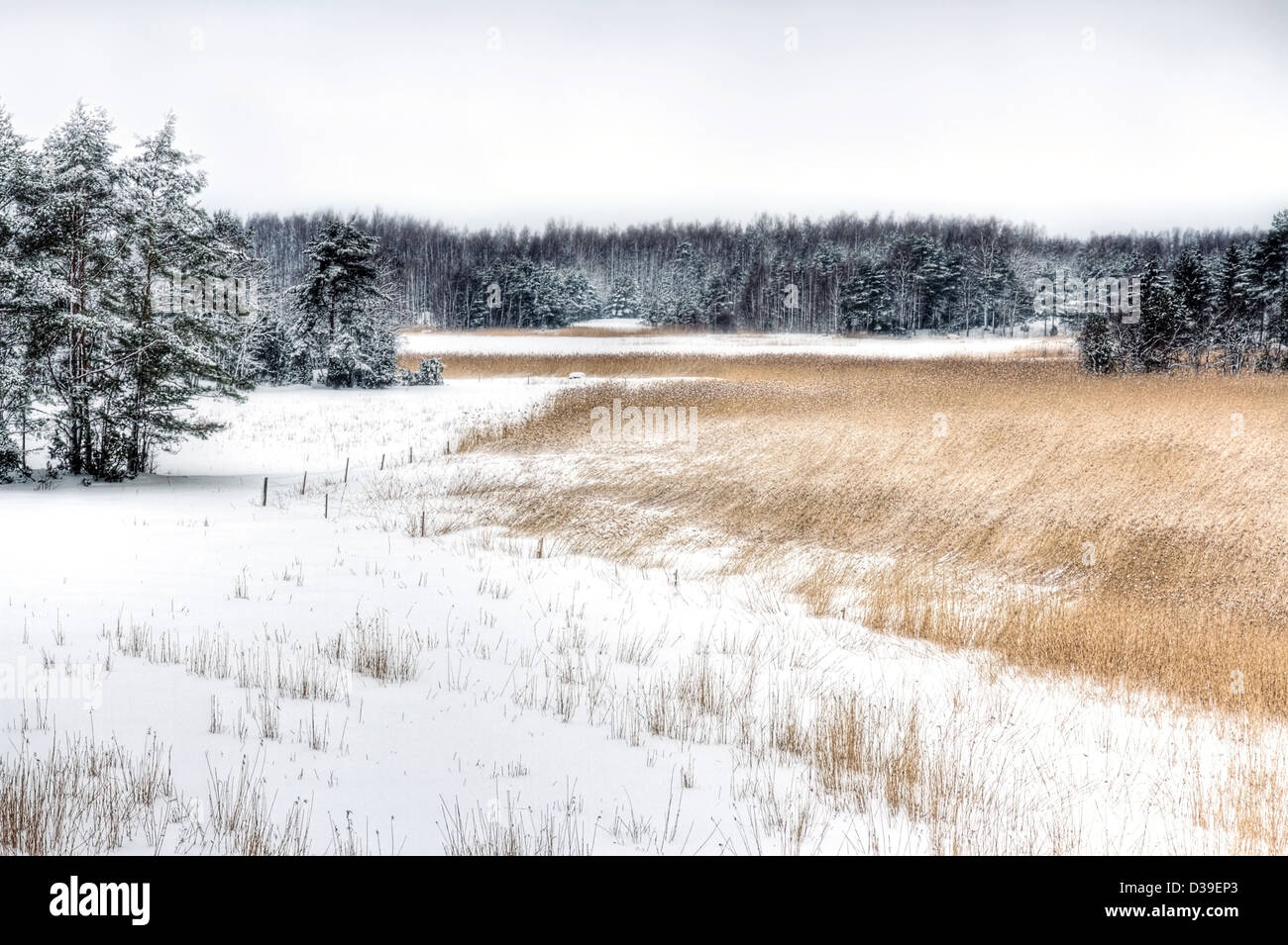 Meadow forest finland hi-res stock photography and images - Alamy
