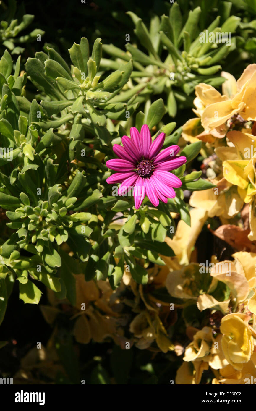 Common Daisy Leaves Stock Photos & Common Daisy Leaves Stock Images - Alamy