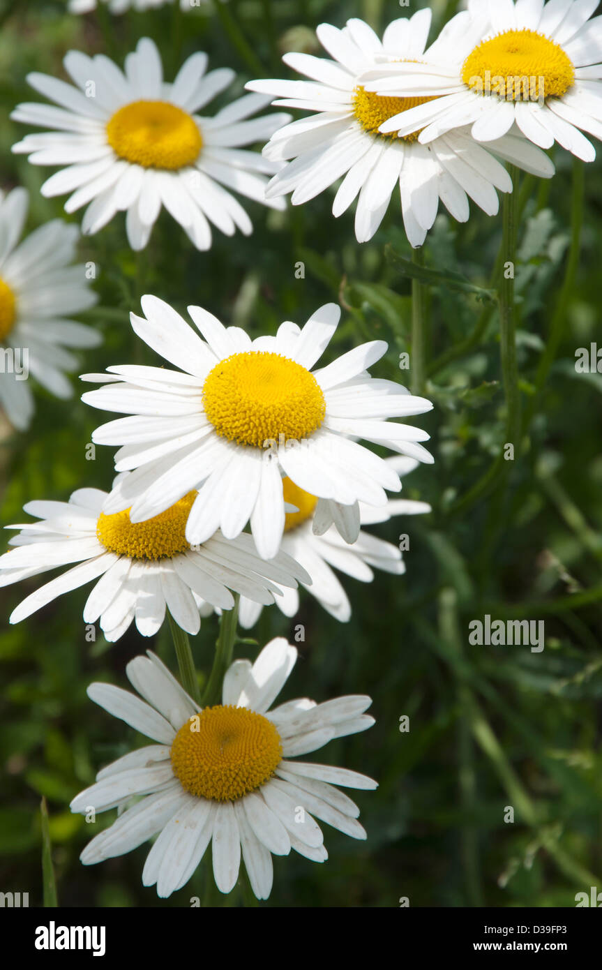 Ox-eye daisy flowers on grass background Stock Photo - Alamy
