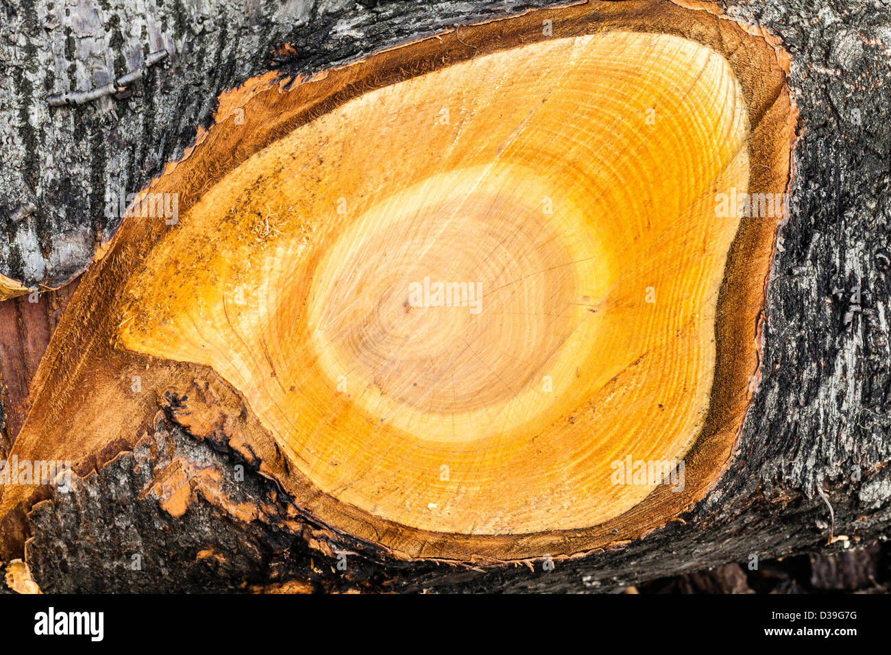 Log patterns hi-res stock photography and images - Alamy