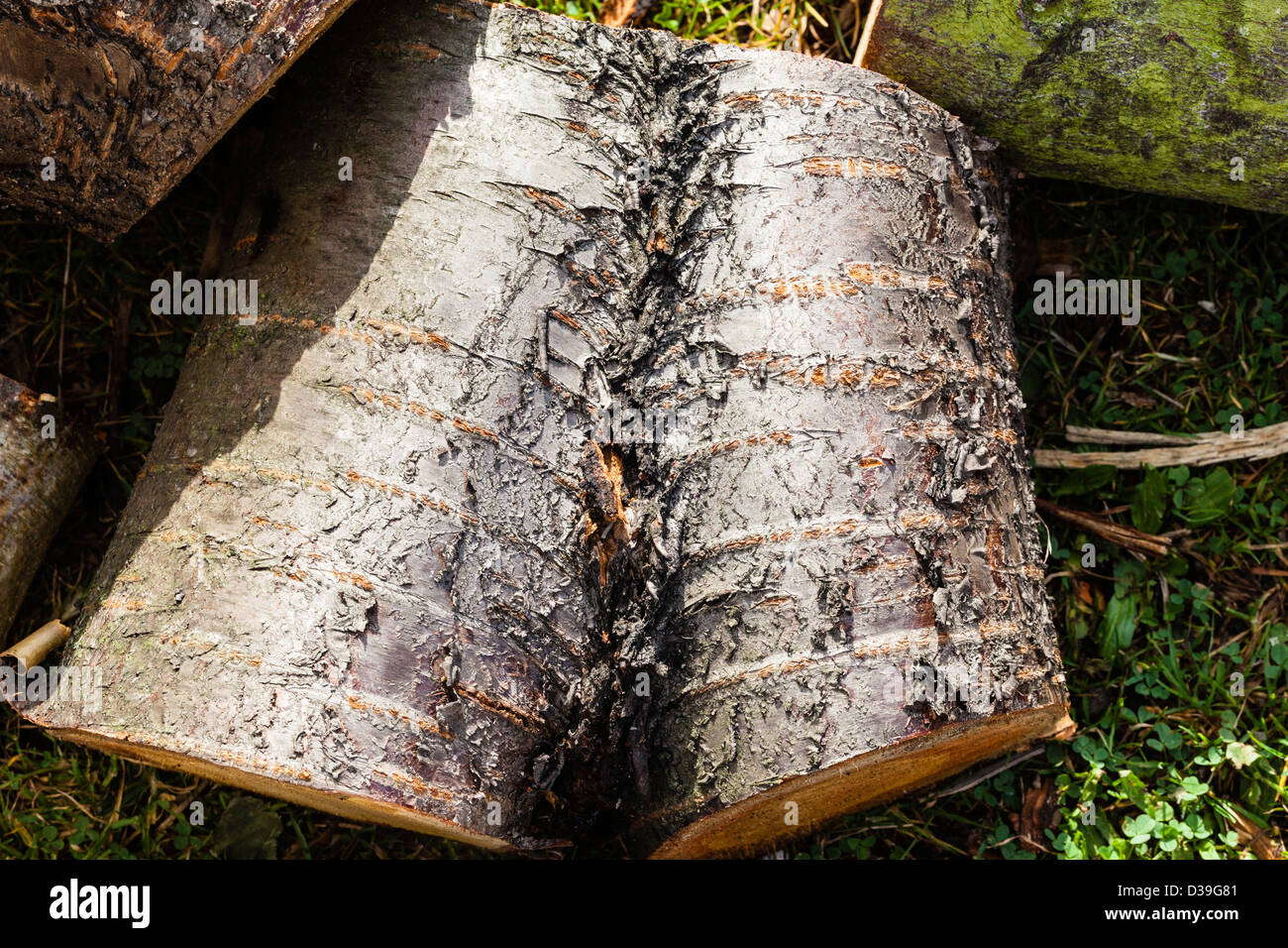 Log patterns hi-res stock photography and images - Alamy