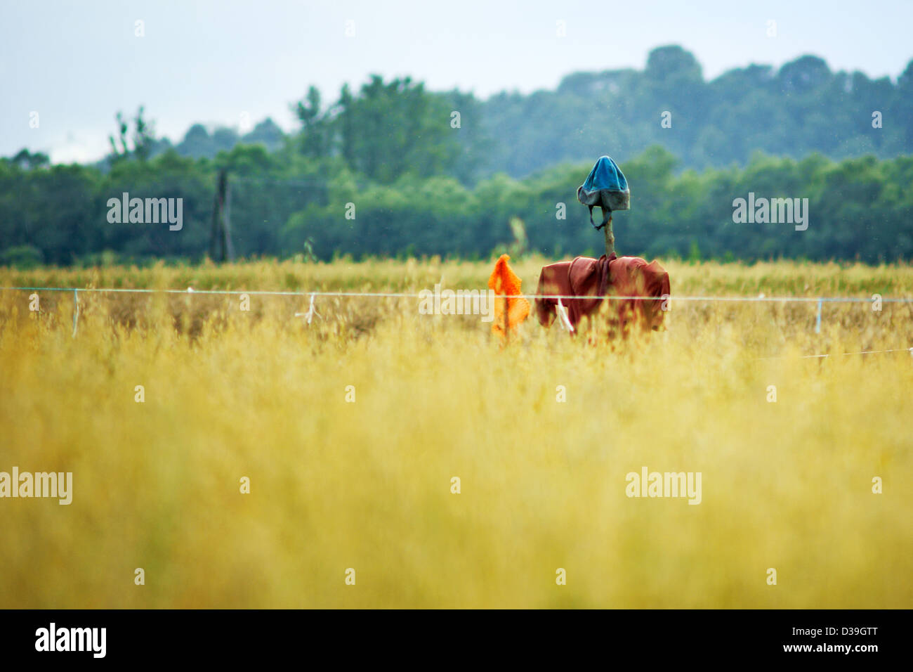 Scarecrow in field Stock Photo - Alamy