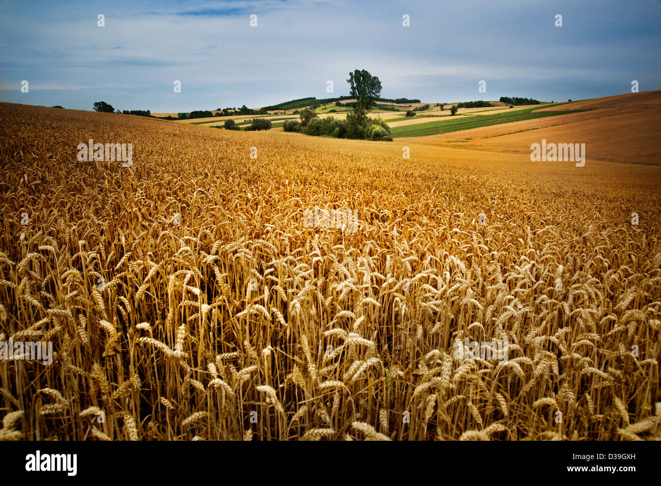 Ripe grain field Stock Photo - Alamy