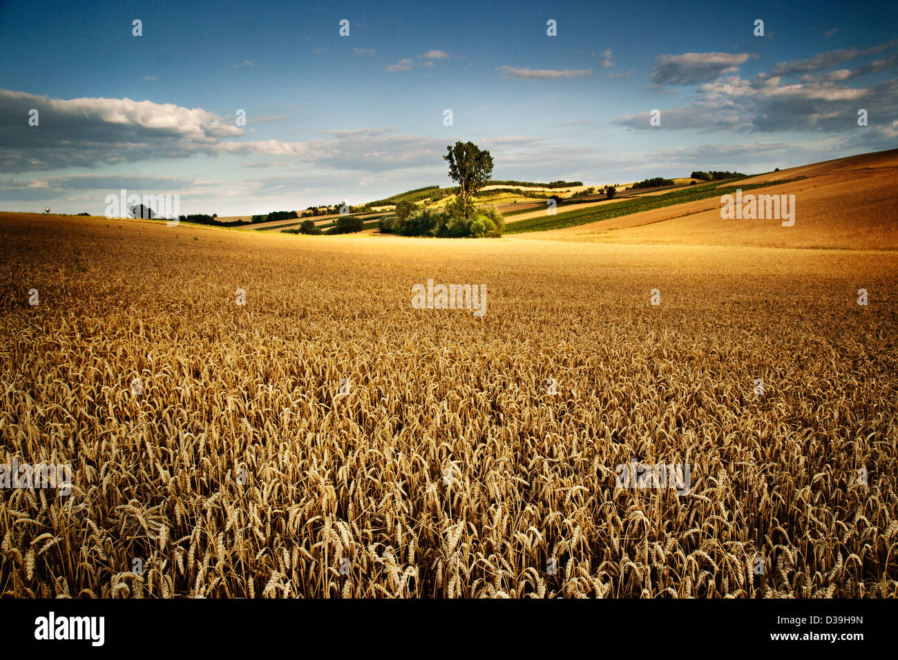 Ripe grain field Stock Photo - Alamy