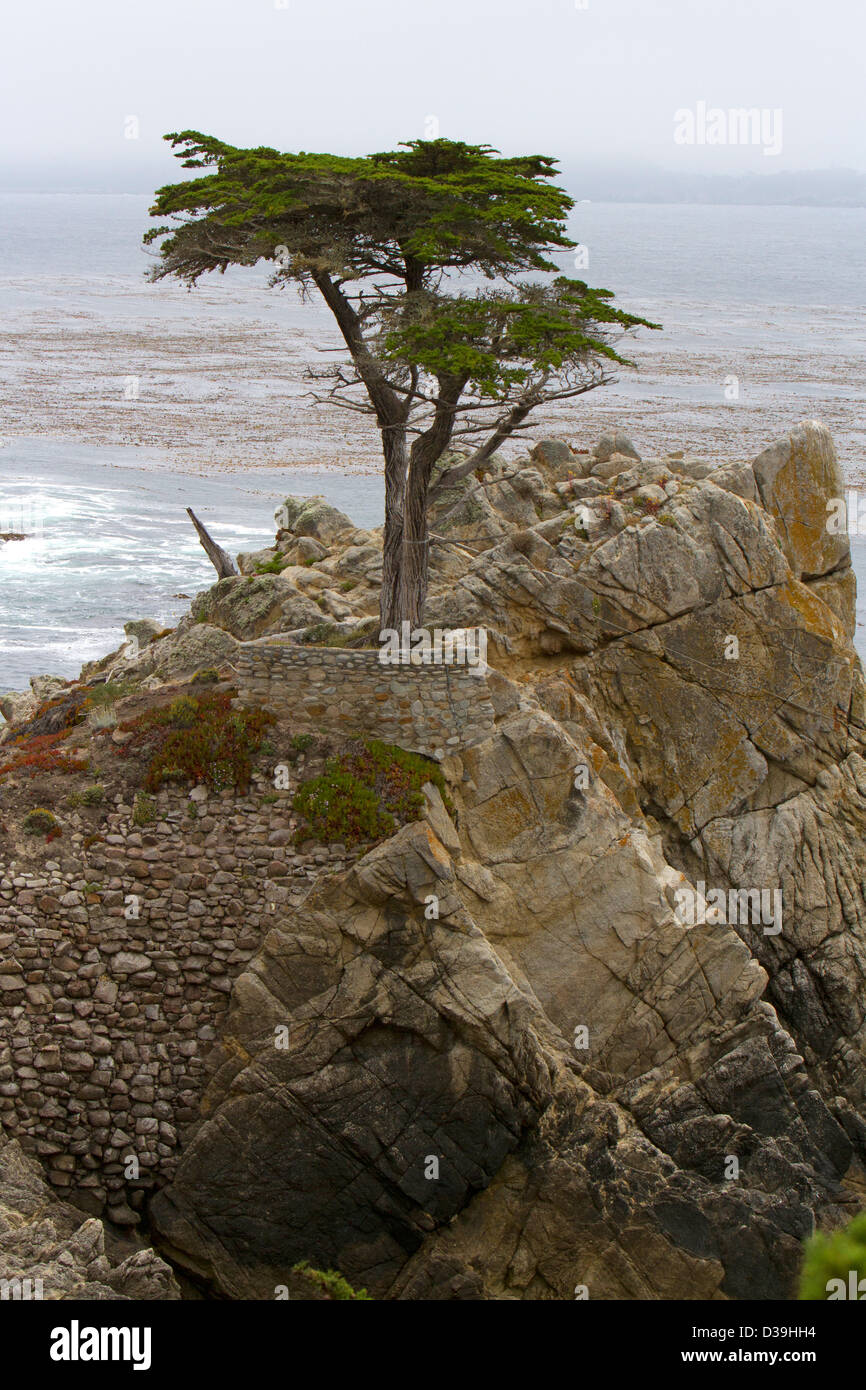 The Lone Cypress Tree High Resolution Stock Photography and Images - Alamy