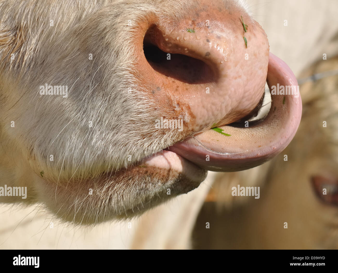 Cow licking nose hi-res stock photography and images - Alamy