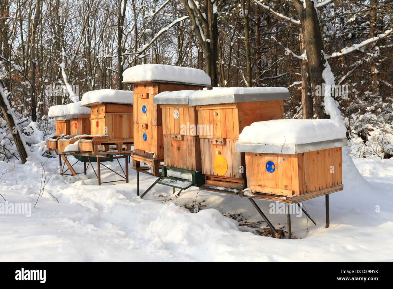Apiary with wooden beehives on a sunny winter day, Male Karpaty ...
