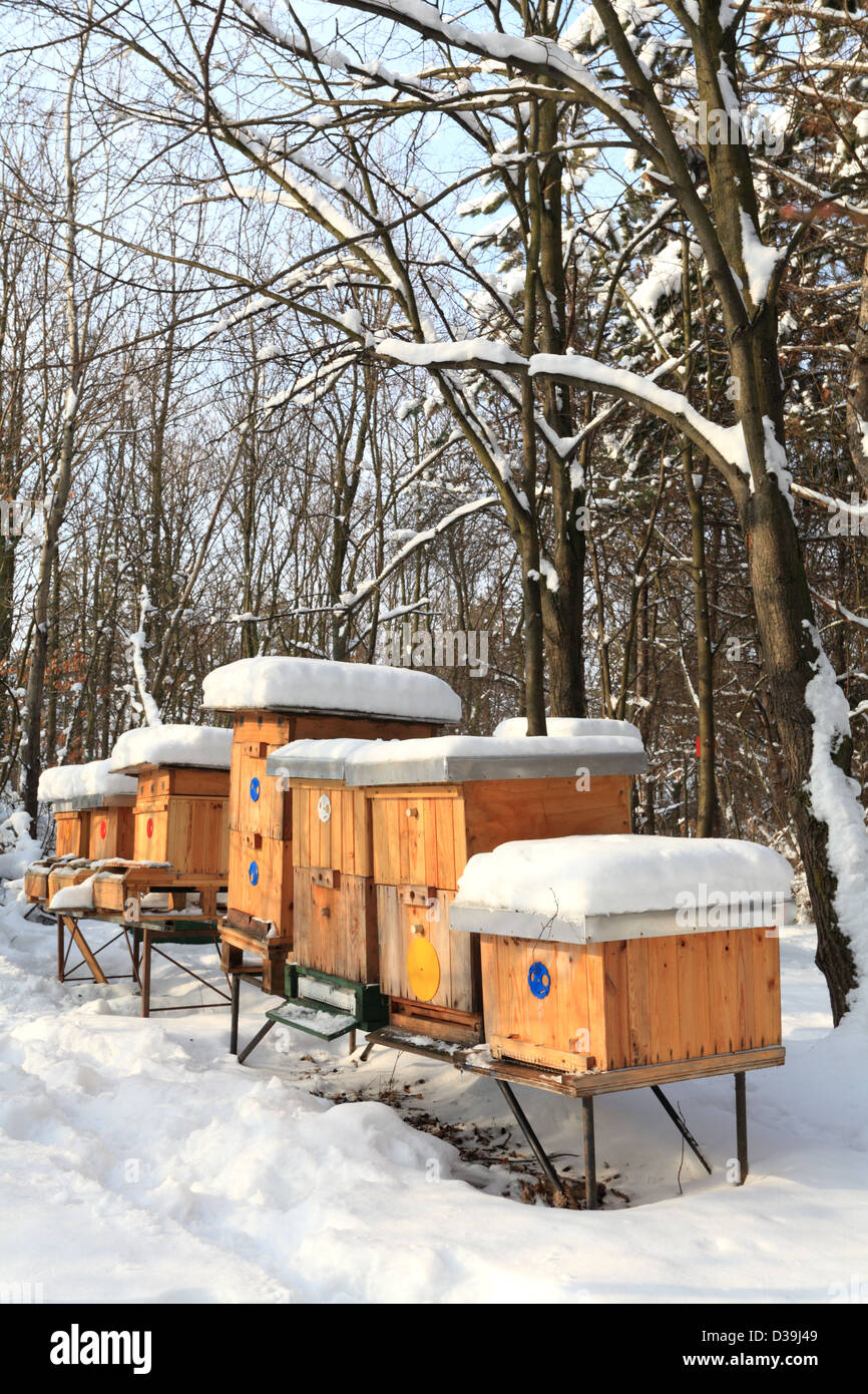 Apiary with wooden beehives on a sunny winter day, Male Karpaty ...