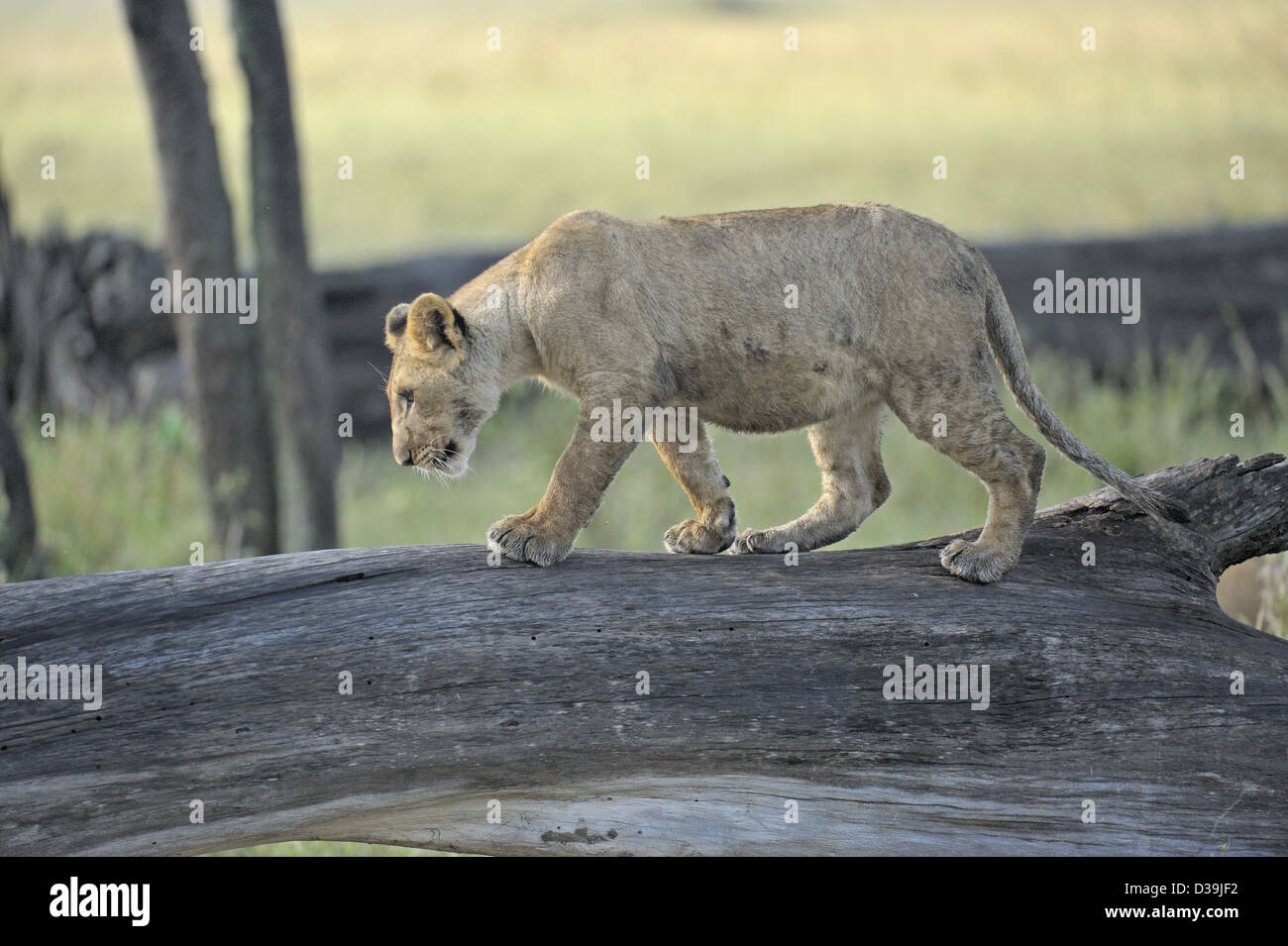 The Marsh pride of lions in the Masai Mara, Kenya, Africa Stock Photo ...