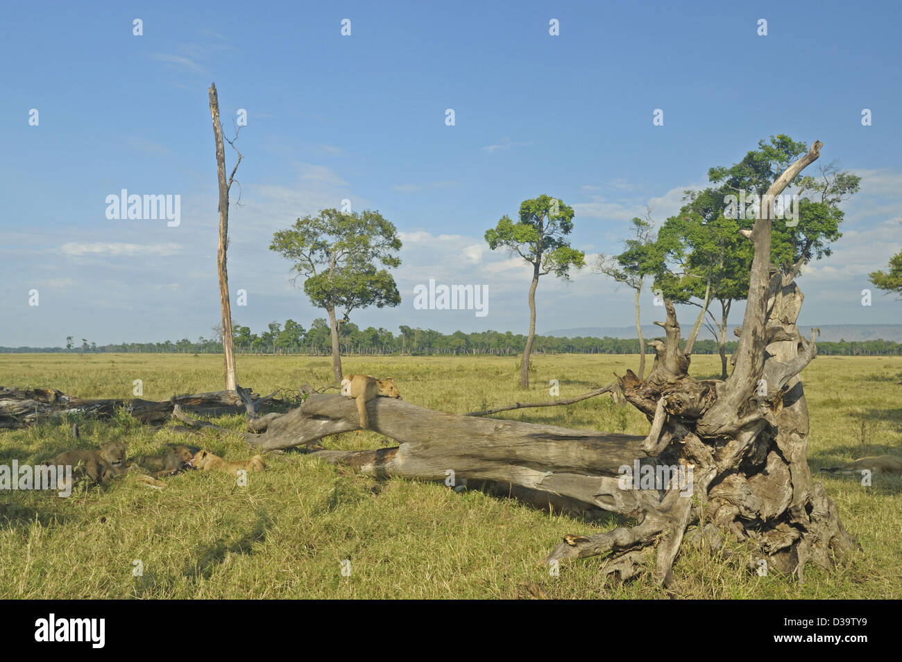 A pride of lions in the marsh area of Masai Mara, Kenya, Africa Stock ...
