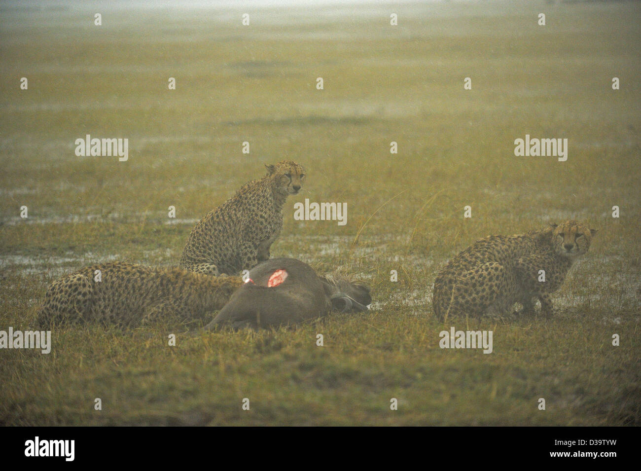 Three Cheetahs eating a wildebeest kill during a thunder storm in the ...
