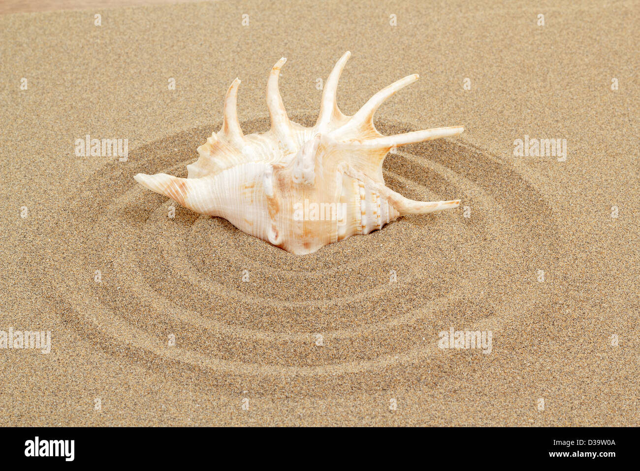 seashell with sand as background or backdrop Stock Photo - Alamy