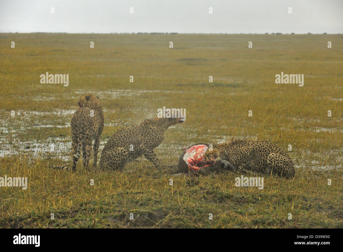 Three Cheetahs eating a wildebeest kill during a thunder storm in the ...