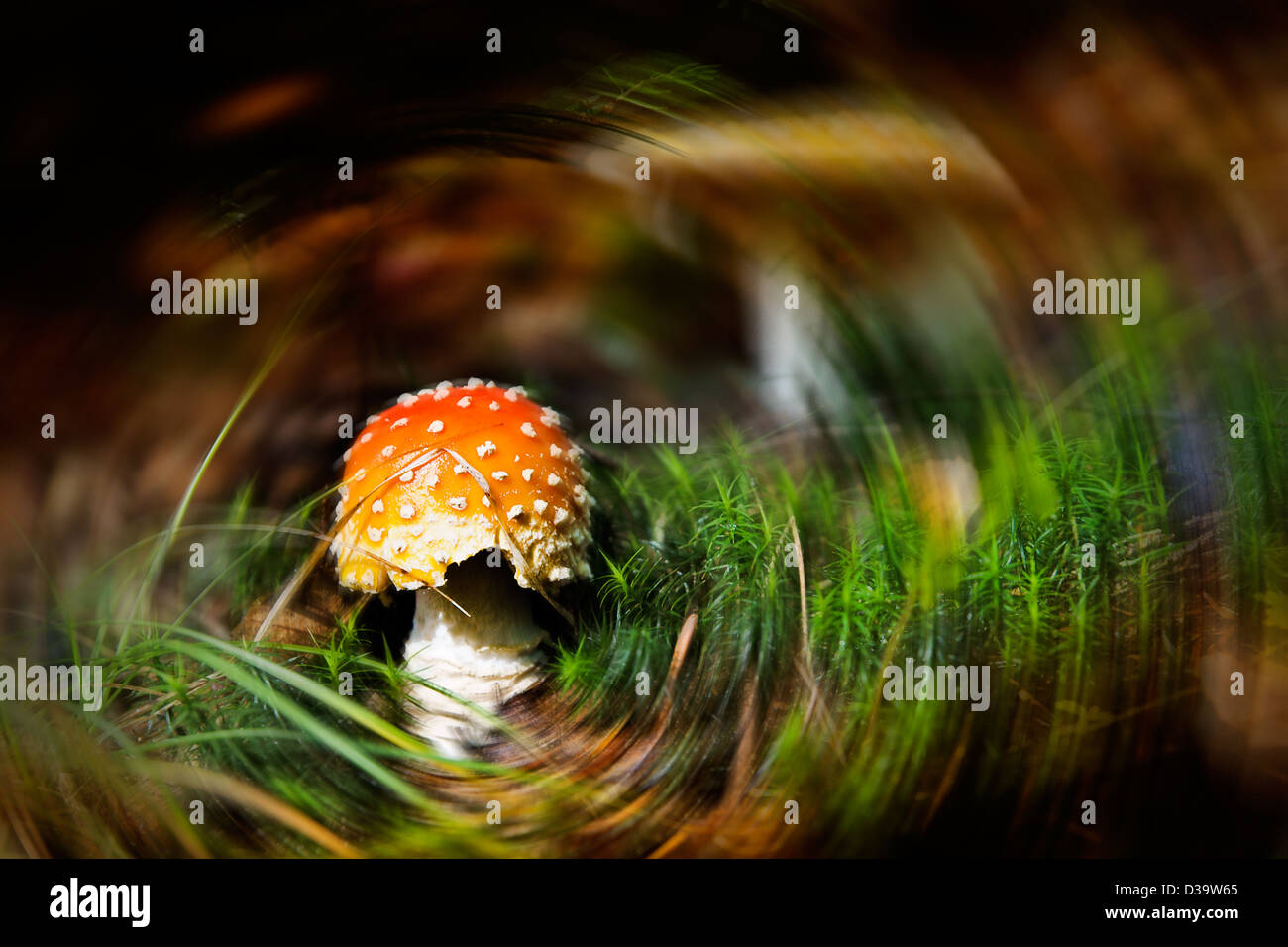Toadstool at the forest Stock Photo - Alamy
