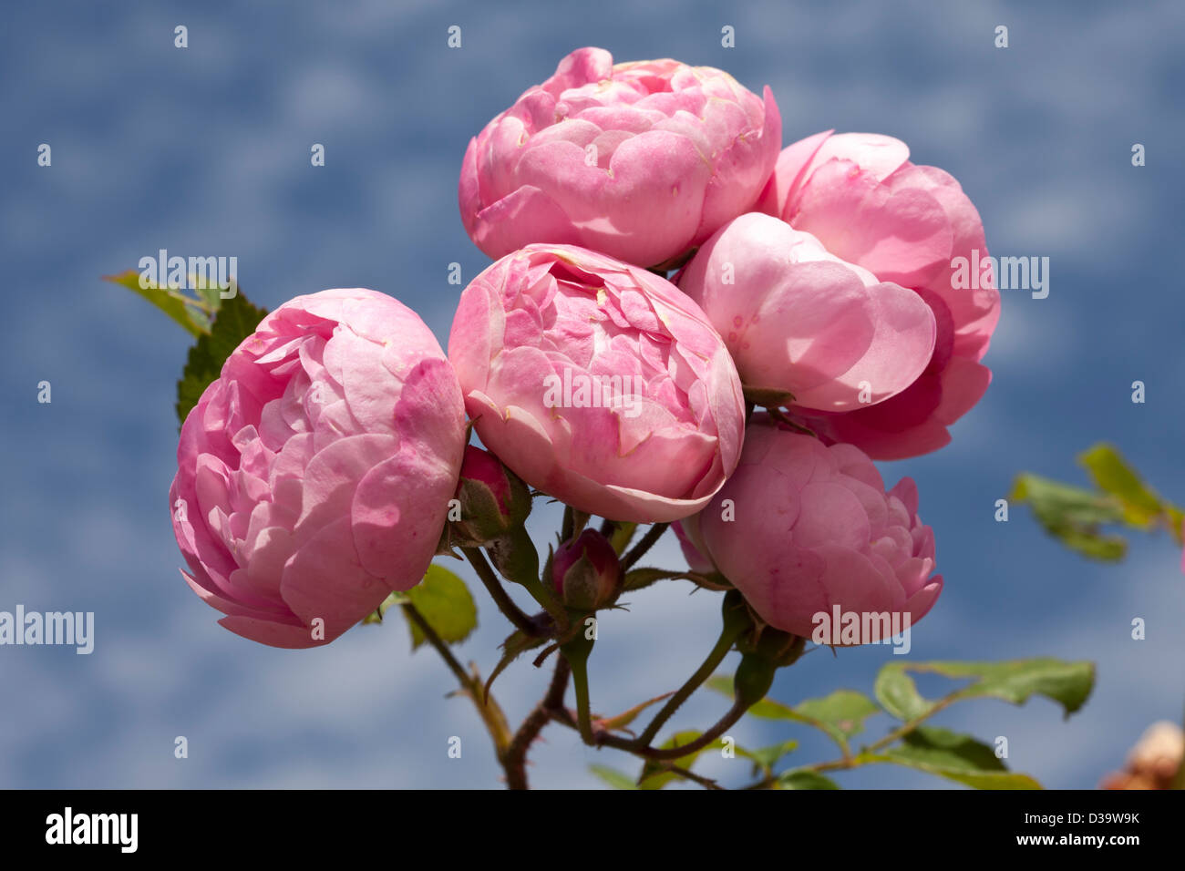 Rambler rose, "Robber Baron", Rosa, Rosaceae Stock Photo - Alamy