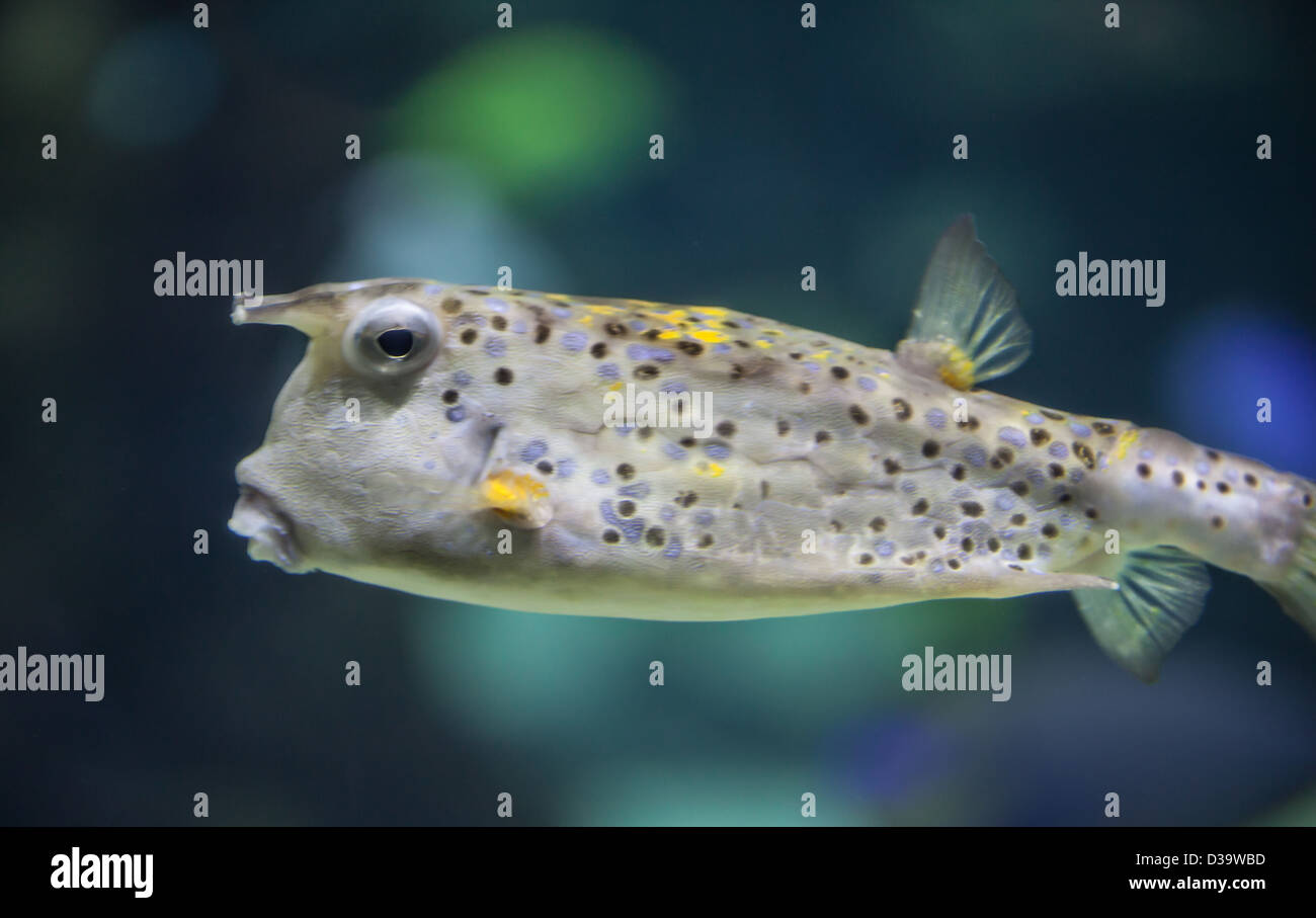Long horn cowfish hi-res stock photography and images - Alamy