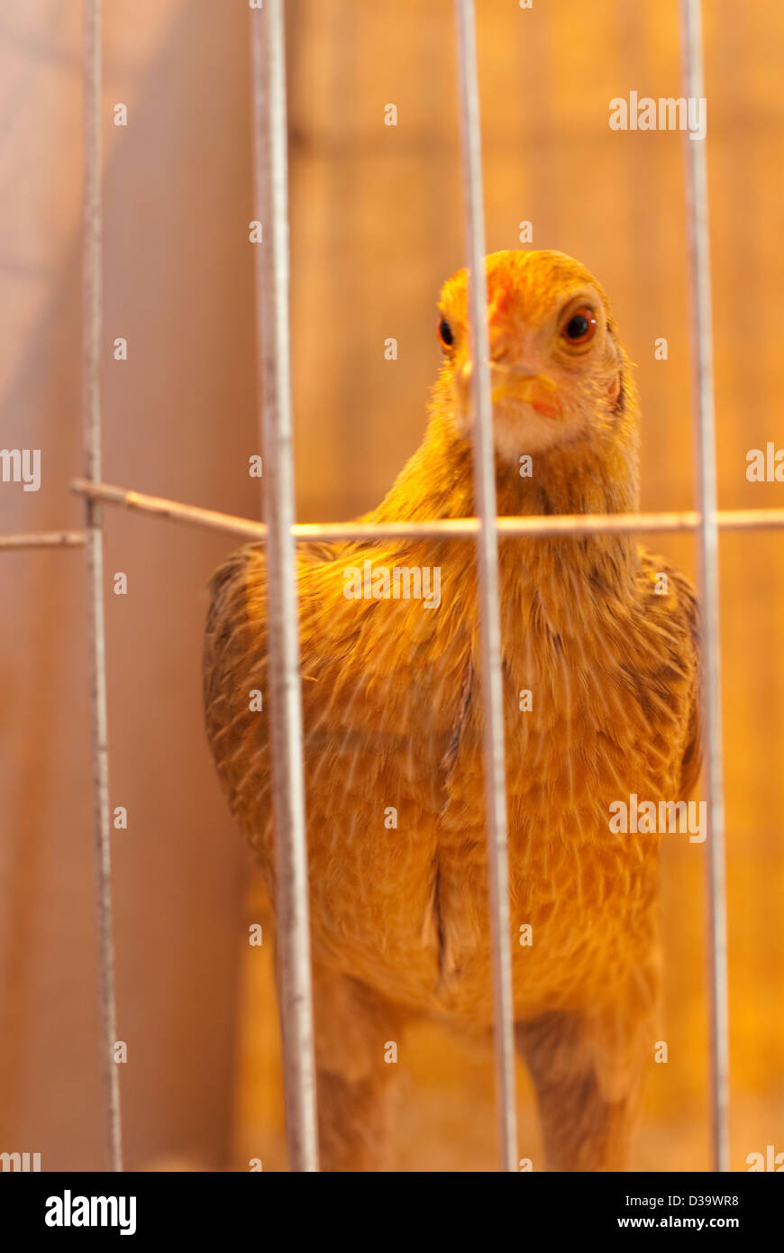 Chicken waiting in cage poultry hi-res stock photography and images - Alamy