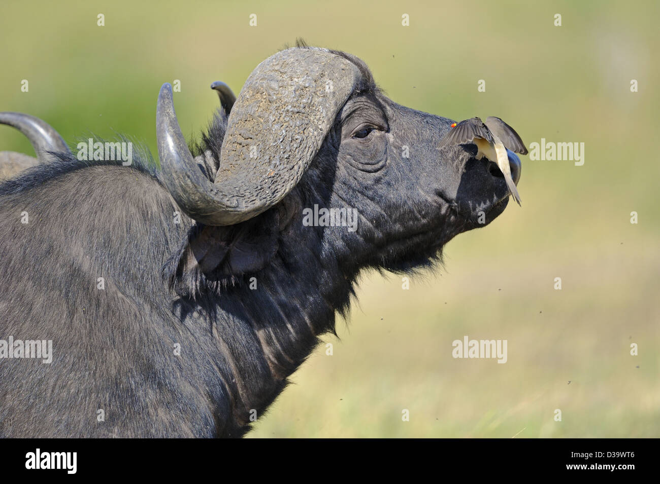 African cape buffalo and oxpecker hi-res stock photography and images ...