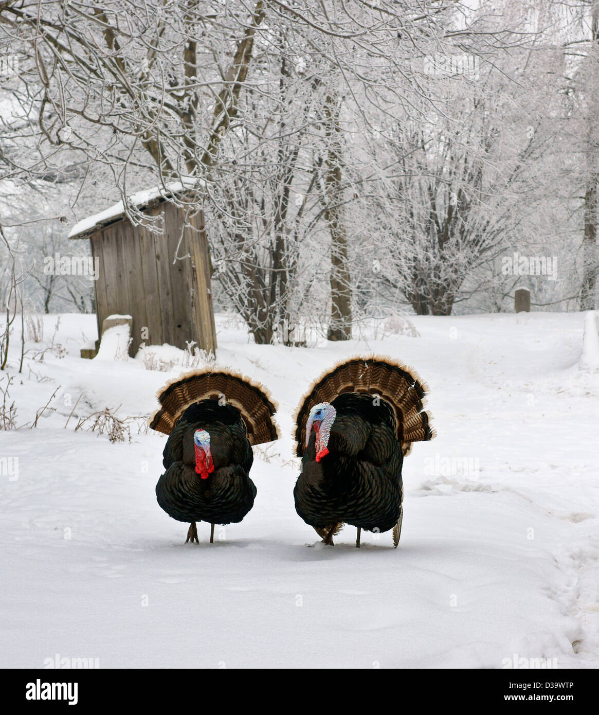 Black turkeys in the winter field Stock Photo - Alamy