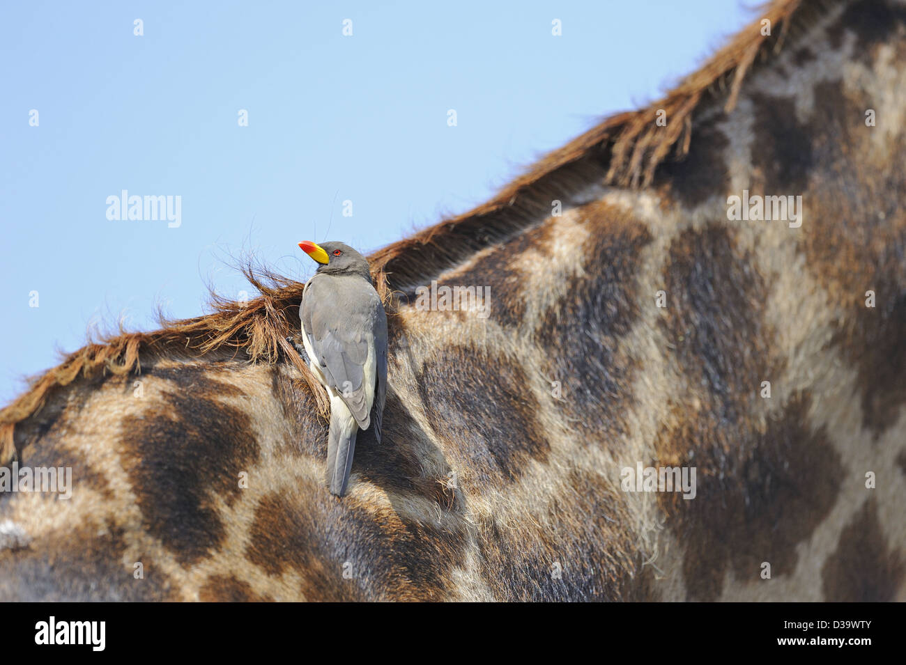 Oxpecker on a giraffe hi-res stock photography and images - Alamy