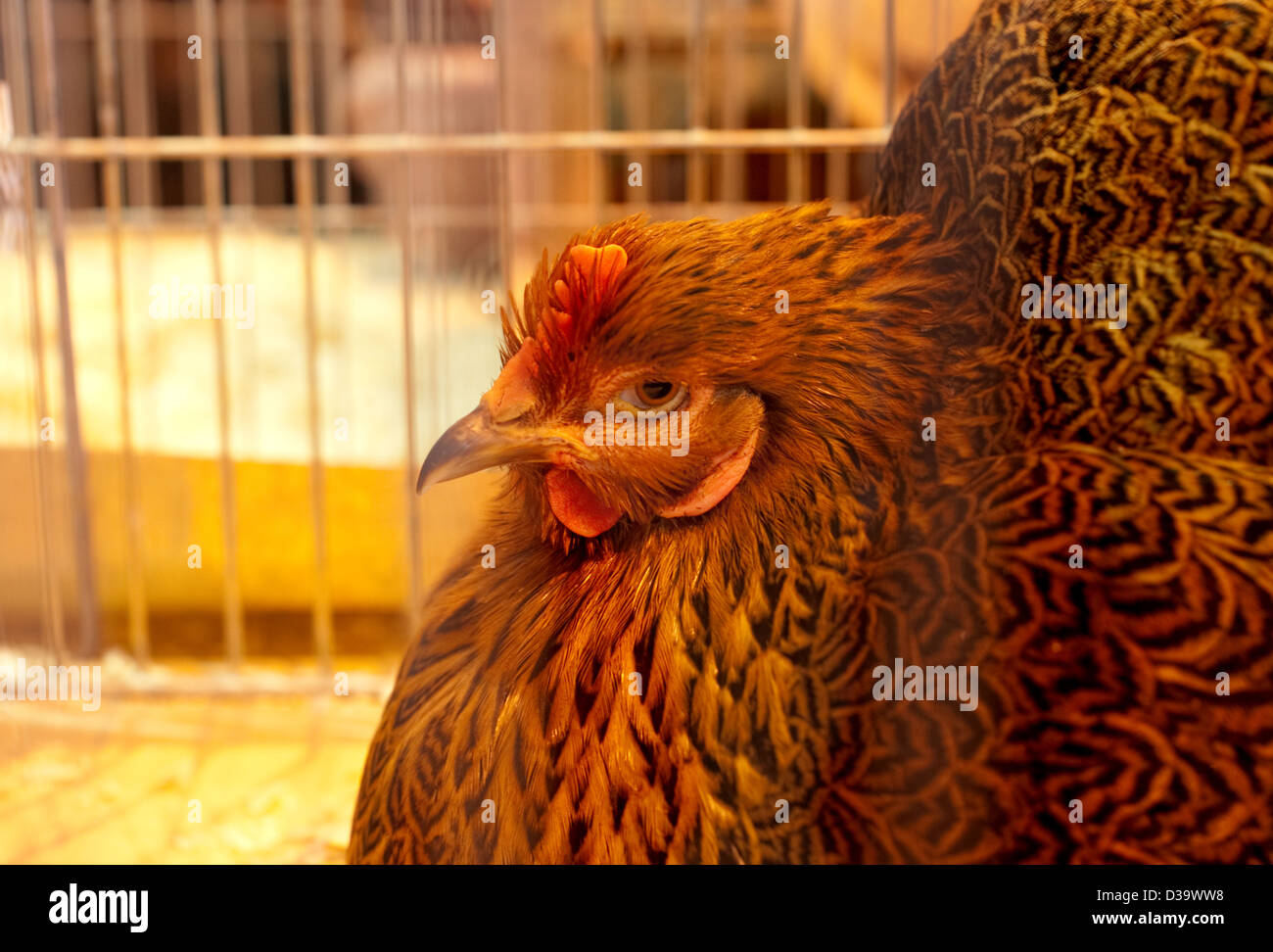 A chicken sitting quietly in a cage at a poultry show Stock Photo - Alamy