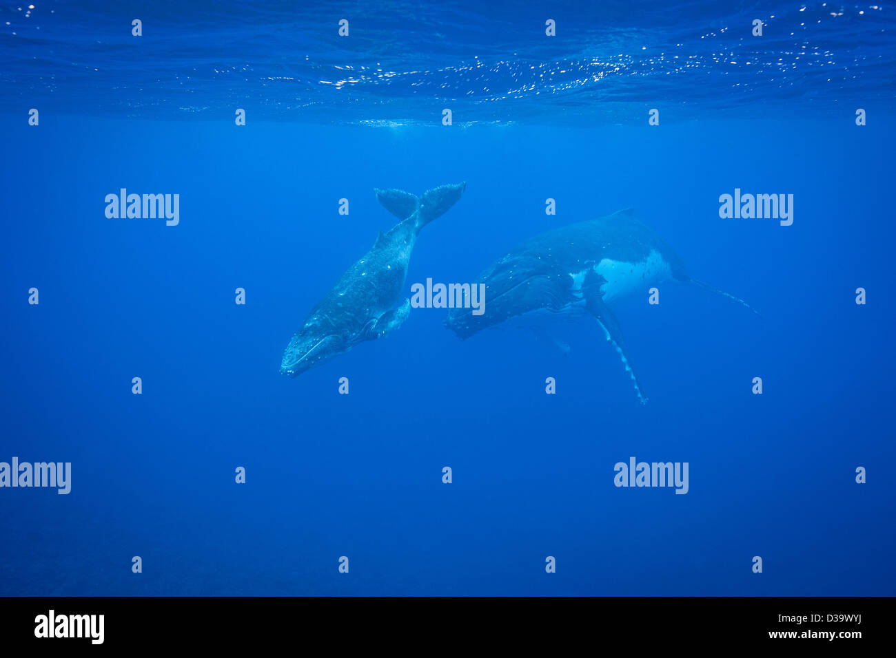 Whale family swimming hi-res stock photography and images - Alamy