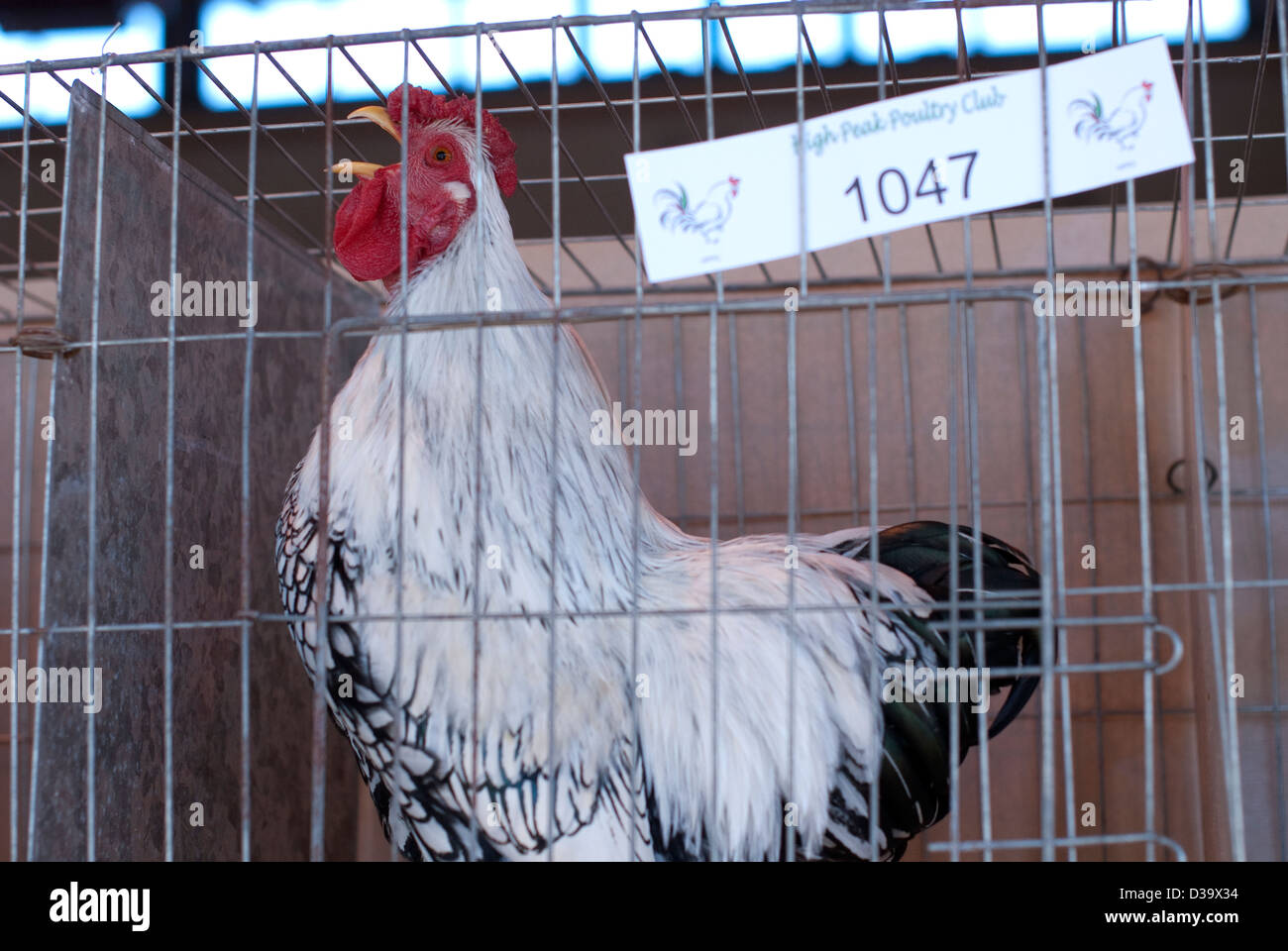 Rooster crowing hi-res stock photography and images - Alamy